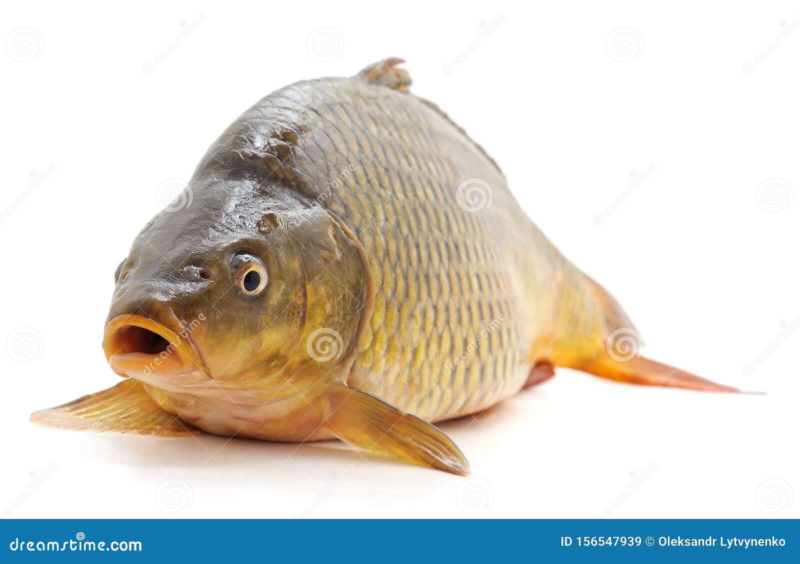 Big fresh carp stock image. Image of animal, pursuit - 156547939