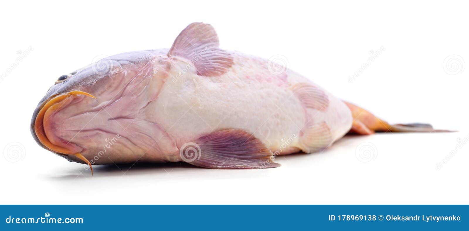 Big fresh carp stock photo. Image of sport, adult, meat - 178969138