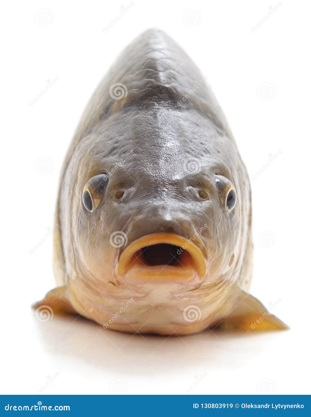 Big fresh carp. stock image. Image of fresh, freshwater - 130803919