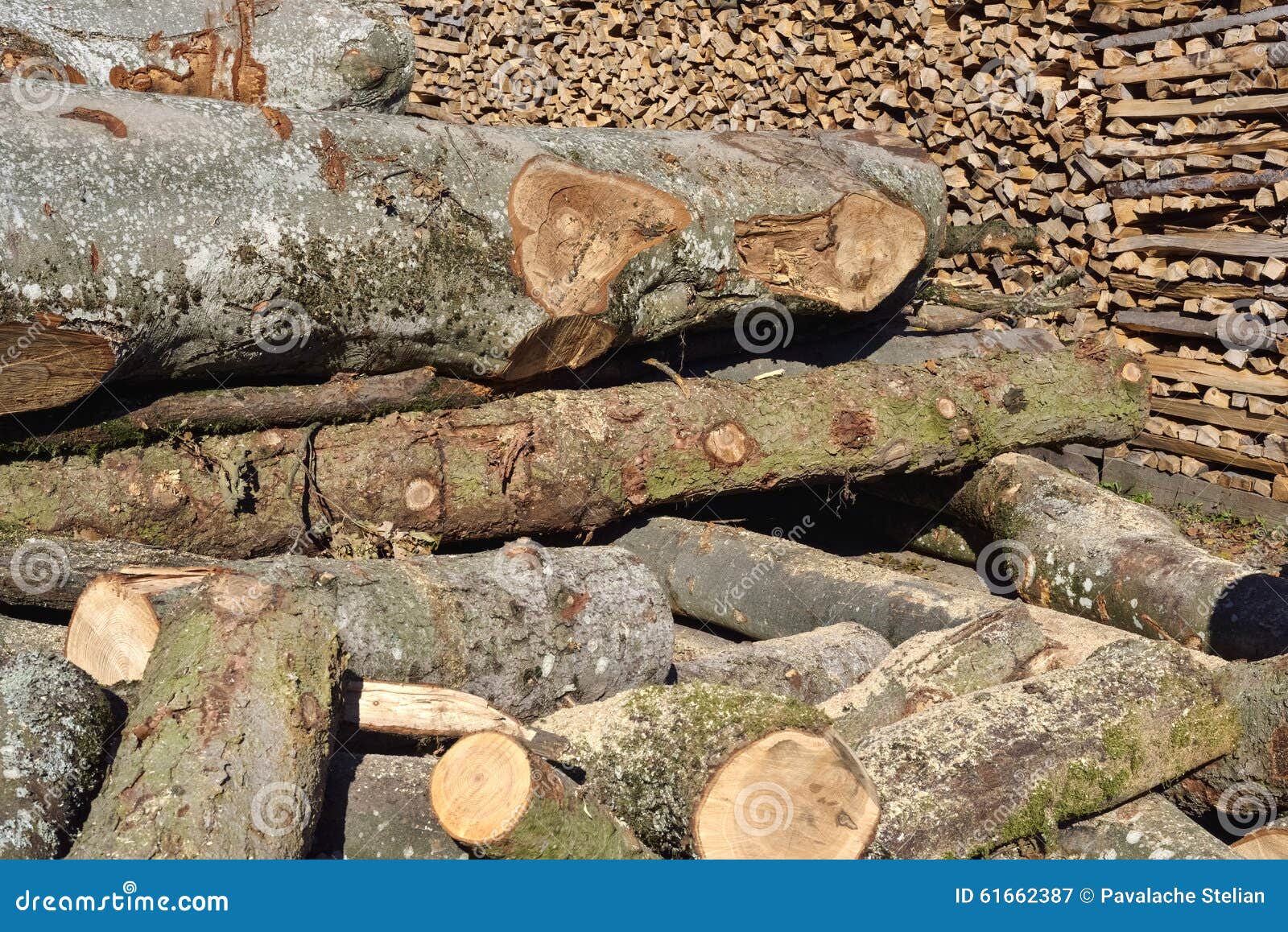 Big Fresh Cuted Trees Ready for Cutting Stock Image - Image of industry ...