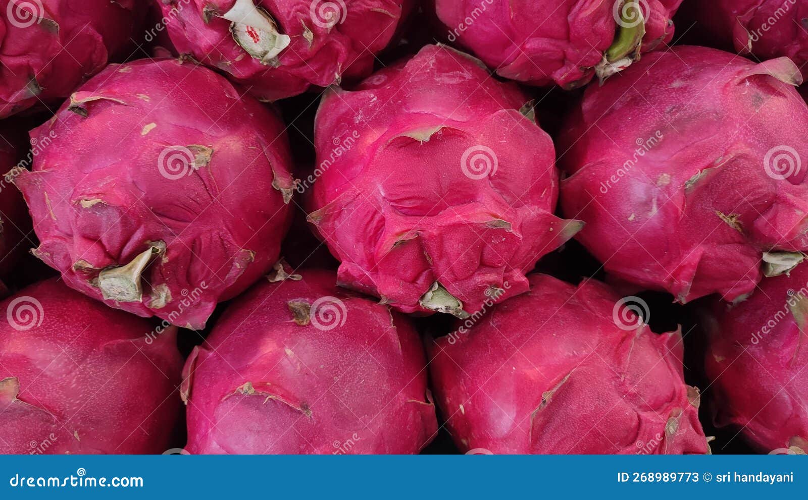 Big and fresh dragon fruit stock image. Image of plant - 268989773