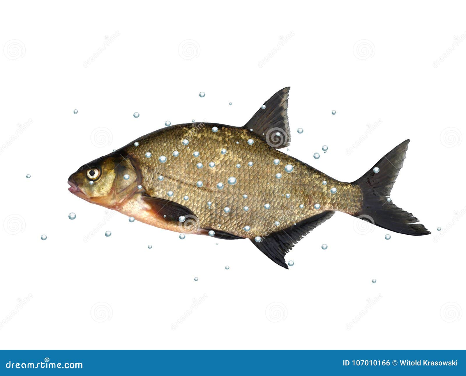Big fresh fish bream stock photo. Image of background - 107010166