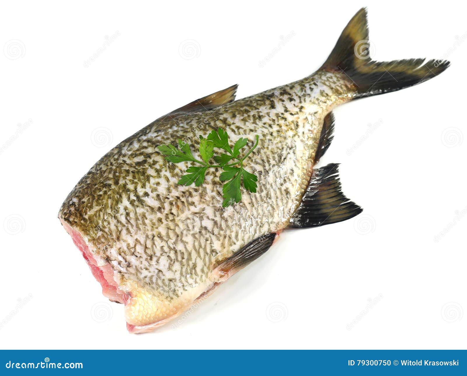 Big fresh fish bream stock photo. Image of scale, closeup - 79300750
