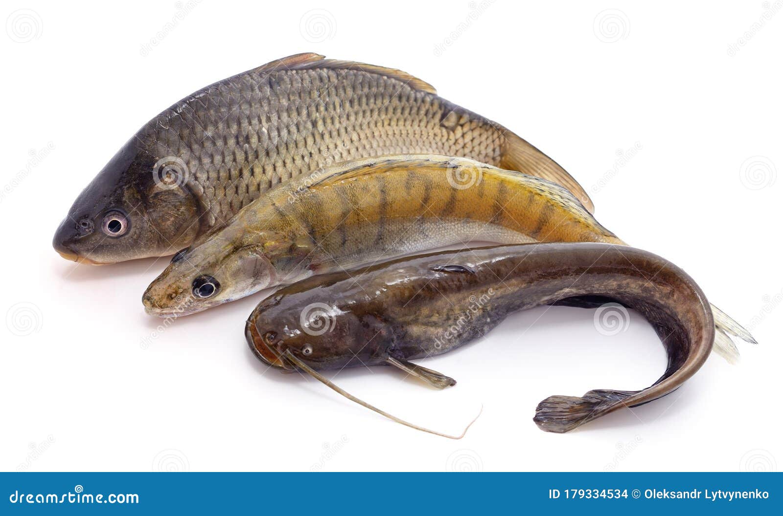 Big fresh fish stock photo. Image of pursuit, river - 179334534