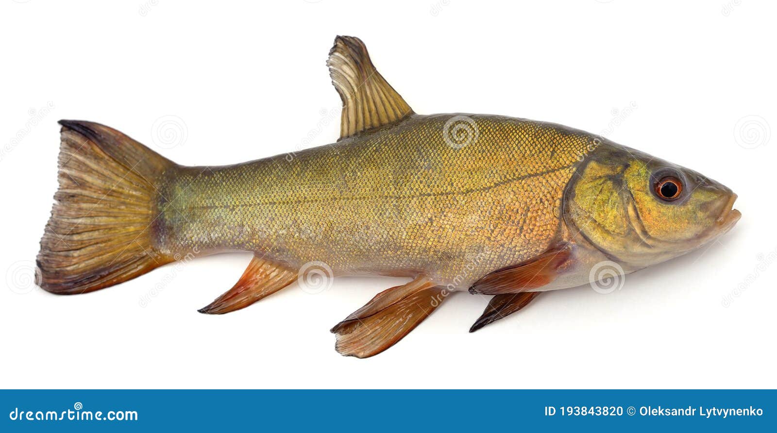 Big fresh fish stock photo. Image of isolated, meat - 193843820