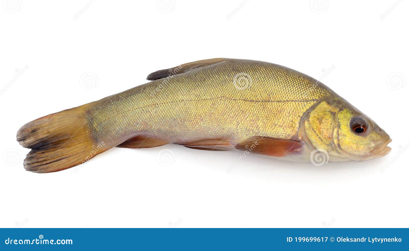Big fresh fish stock image. Image of isolated, animal - 199699617