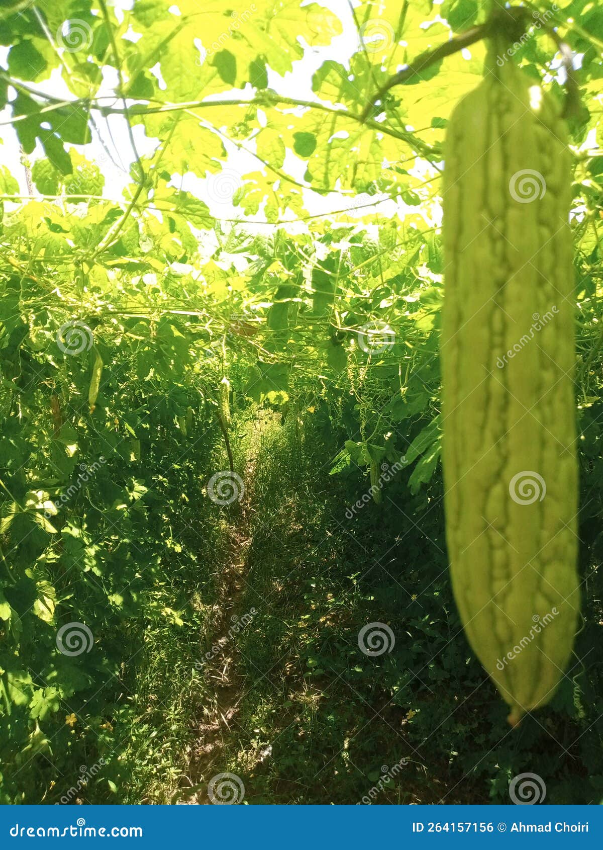 Big Fresh Fruit Green Fertile Stock Photo - Image of branch, produce ...
