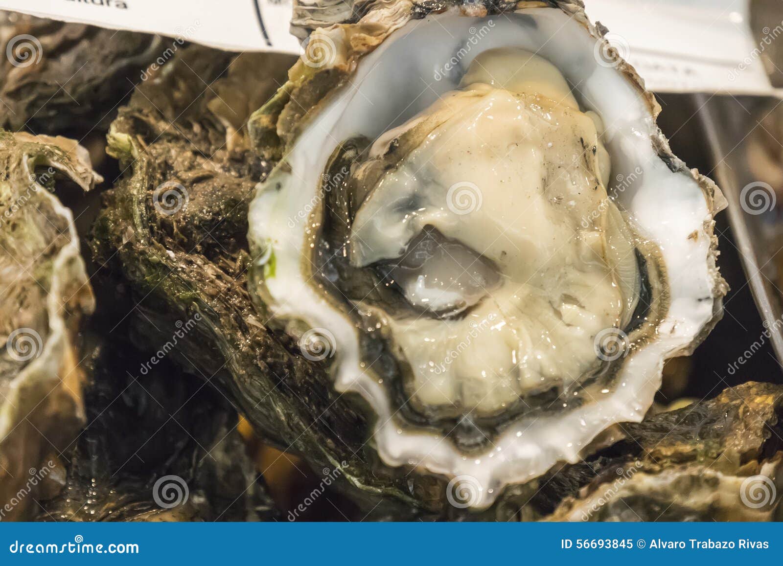 217 Edulis Ostrea Stock Photos - Free & Royalty-Free Stock Photos from ...