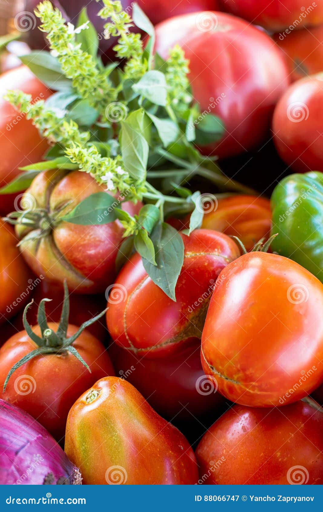 Big fresh red tomatoes stock image. Image of plant, ingredient - 88066747