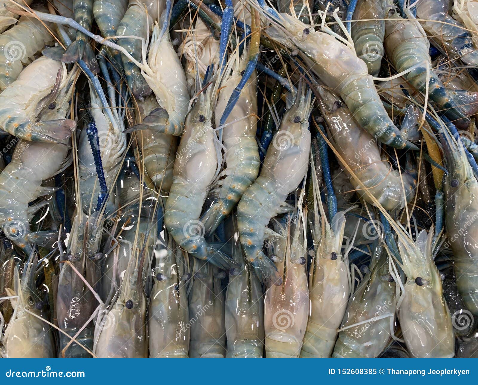 Big Fresh River Prawns on Ice Stock Image - Image of group, heap: 152608385