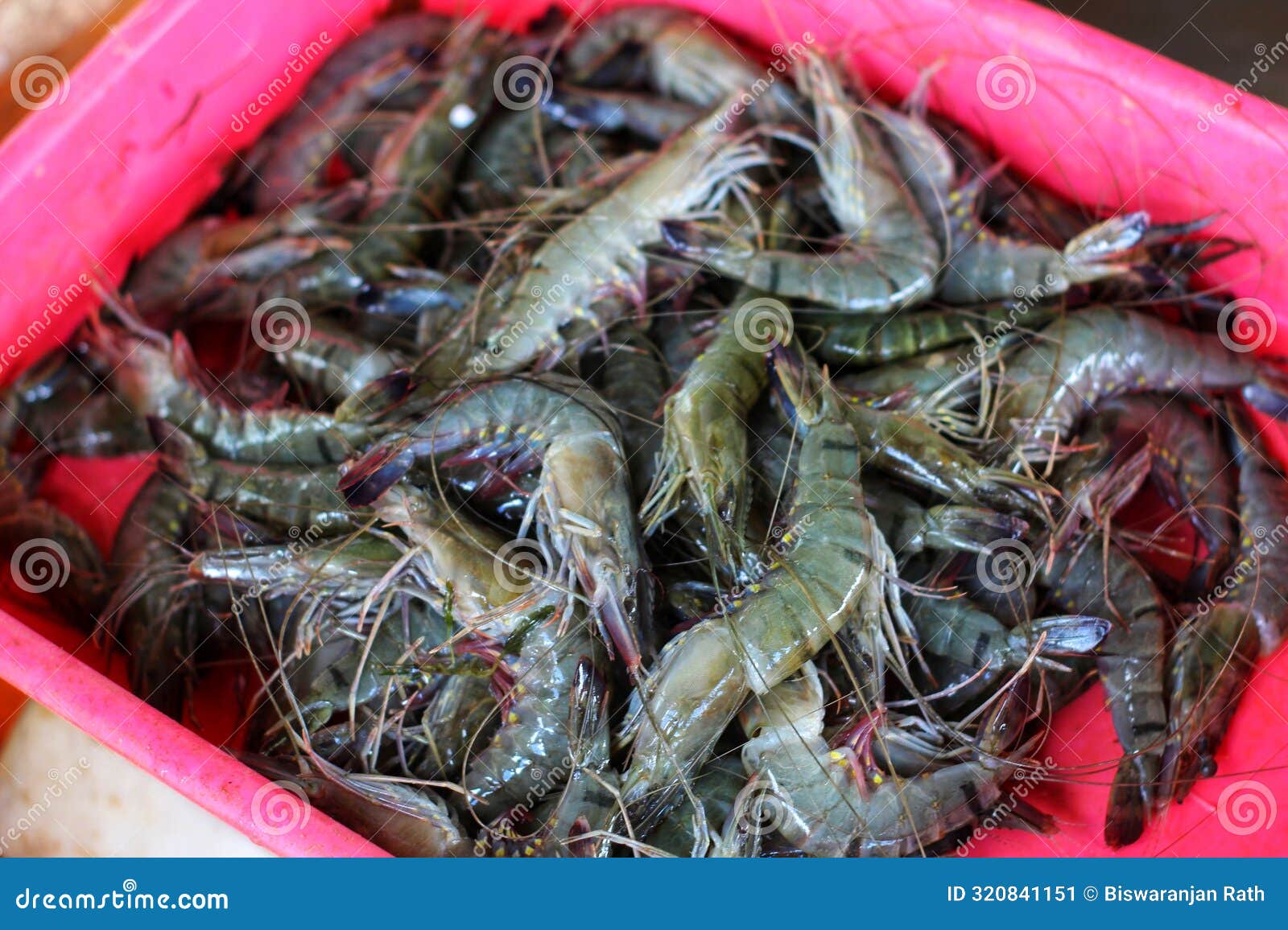 Big Fresh Tiger Prawn in Plastic Container Stock Image - Image of ...