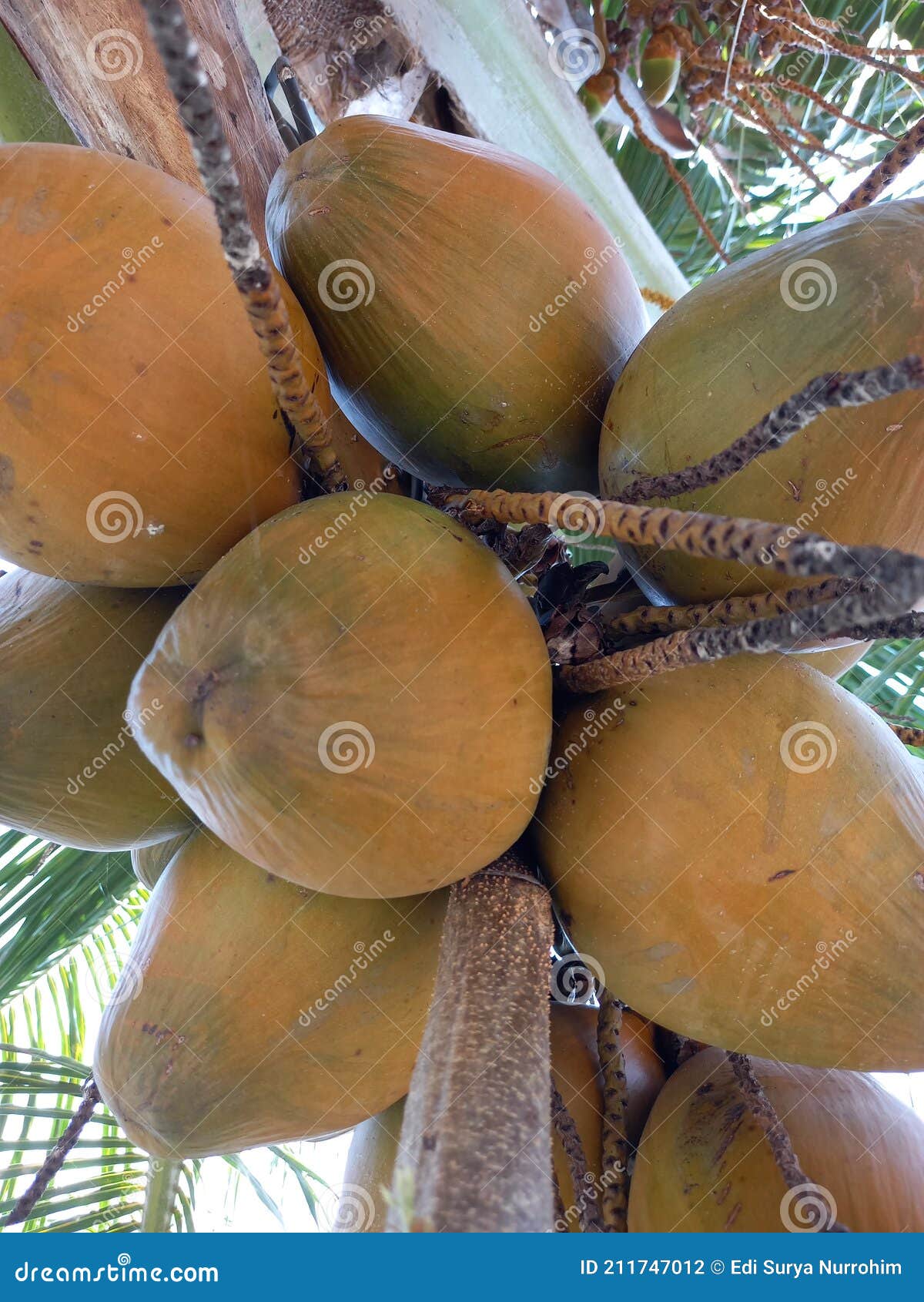 Big Fresh Young Coconuts on Tree Stock Photo - Image of fresh, exotic ...