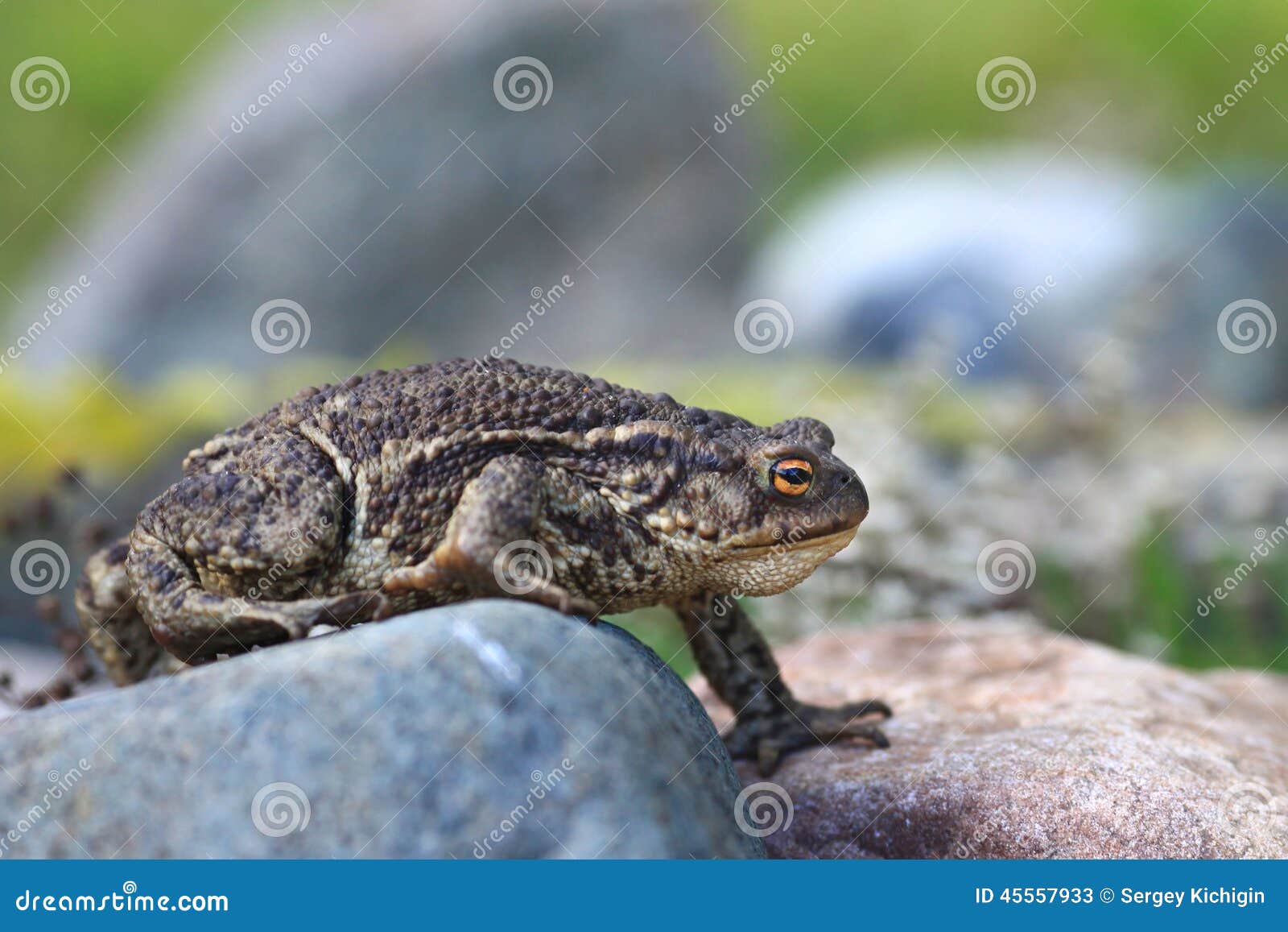 Big Frog Anfibia Animals Fauna Stock Image - Image of bufo, animals ...