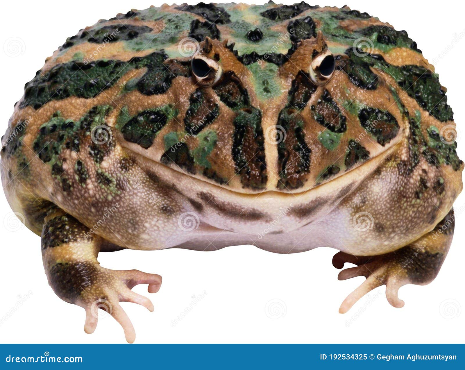 Big frog stock image. Image of design, jungle, closeup - 192534325