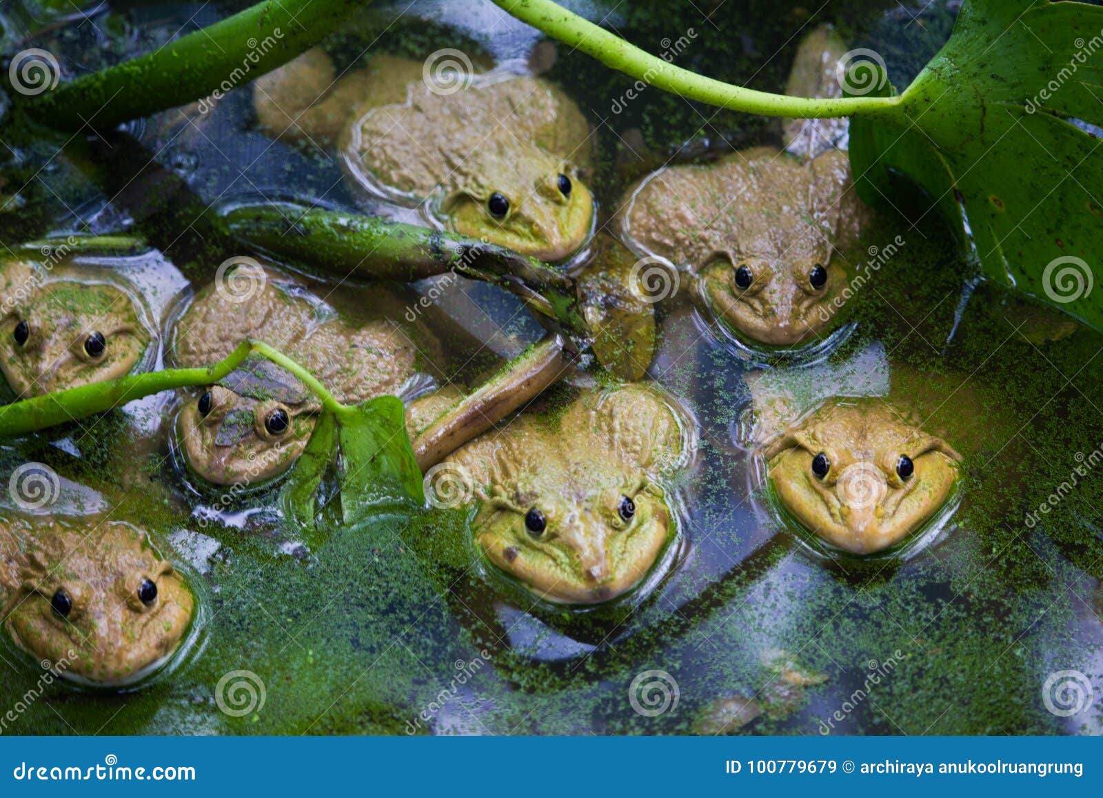 Big frog in the farm stock image. Image of animal, detail - 100779679