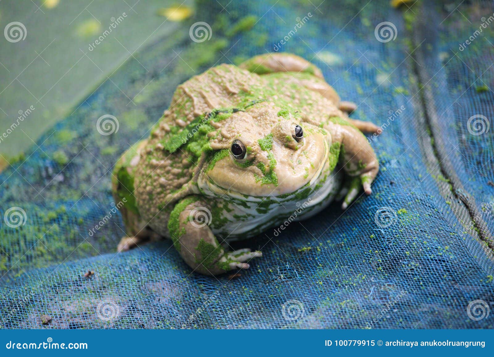 Big frog in the farm stock image. Image of cook, head - 100779915