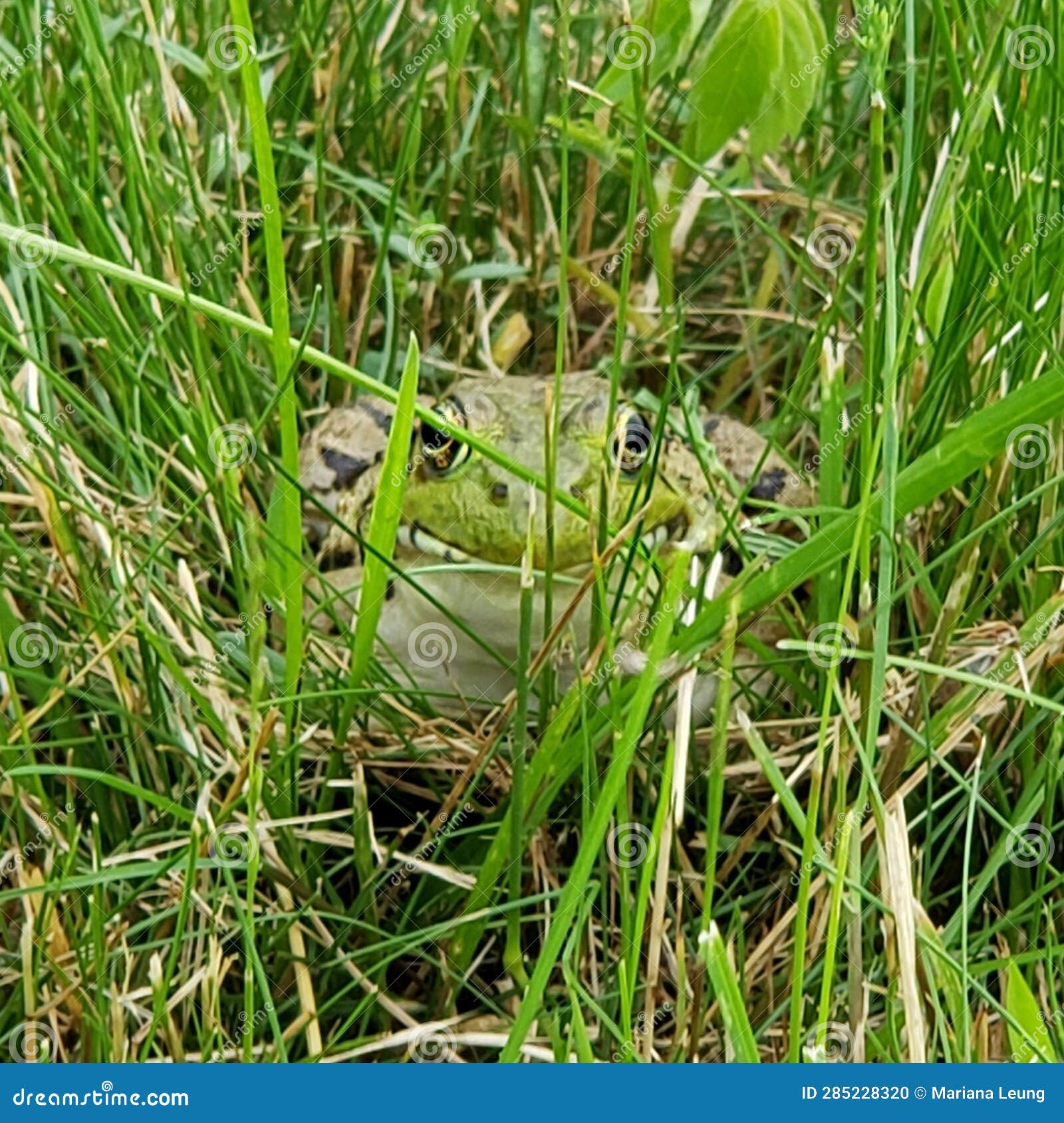 Big frog in the grass stock photo. Image of wildlife - 285228320