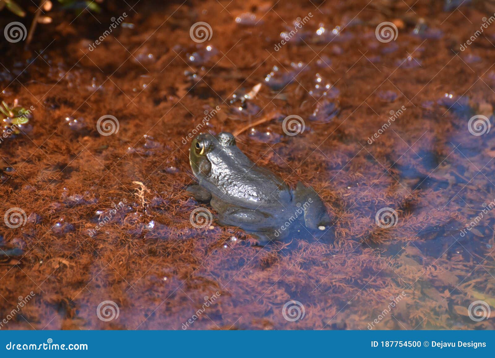 Big Frog Half Submerged in Shallow Waters Stock Photo - Image of swamp ...