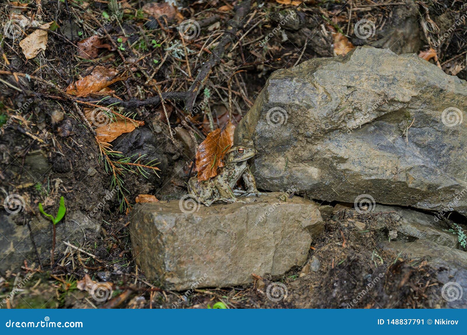 A Big Frog is Sitting on a Stone Sheltering a Leaf Stock Image - Image ...