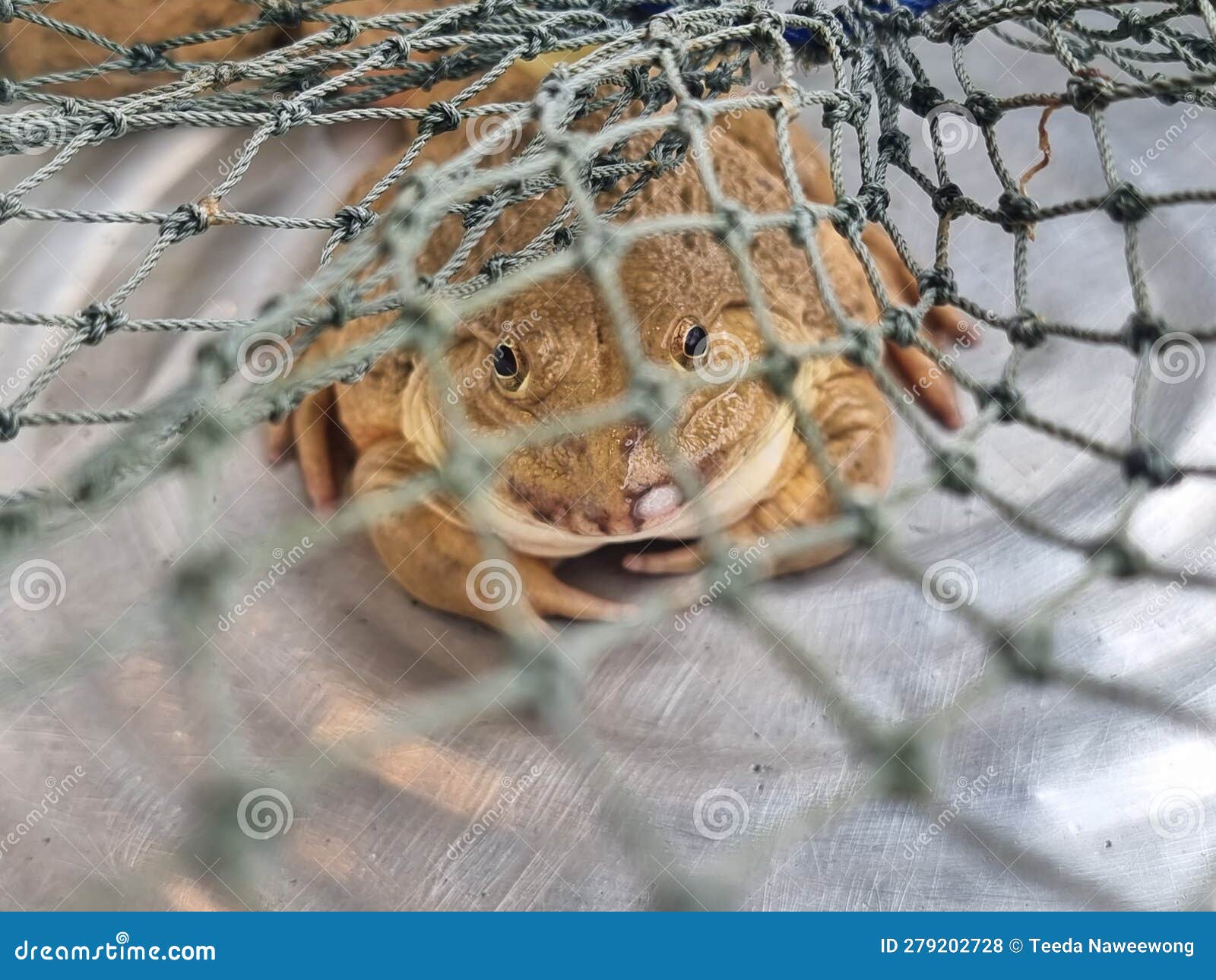 Big frog stuck in the net stock photo. Image of arthropod - 279202728