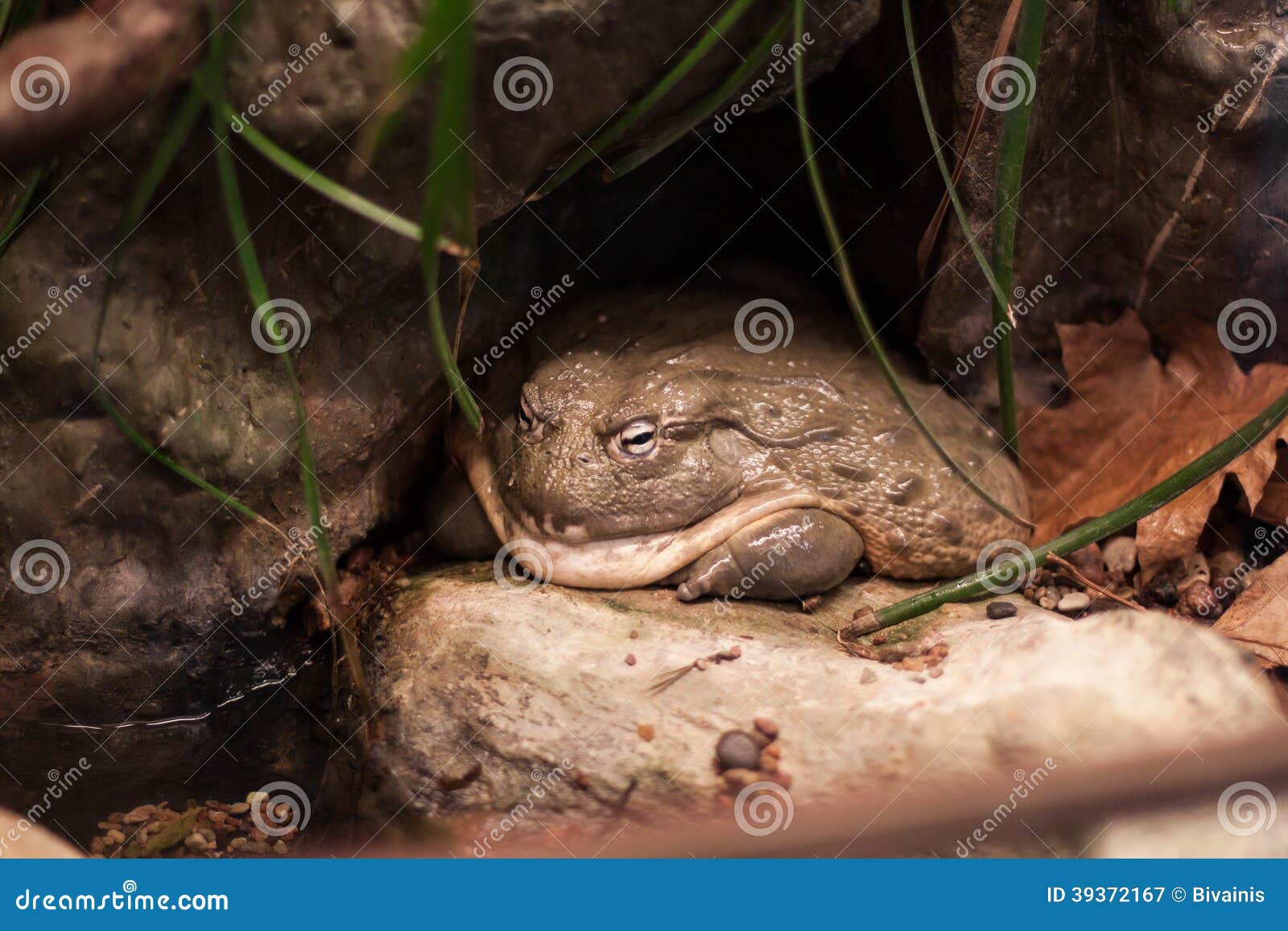 Big frog stock image. Image of marinus, grass, america - 39372167