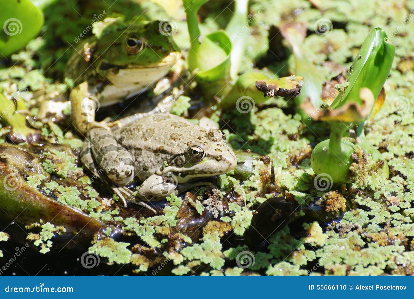 Big frogs in the swamp stock photo. Image of lake, mate - 55666110