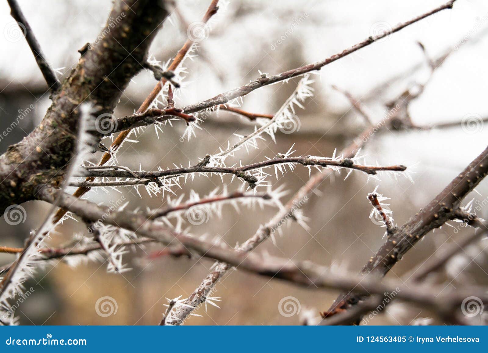 Big Frost on the Branches of a Tree Stock Image - Image of november ...