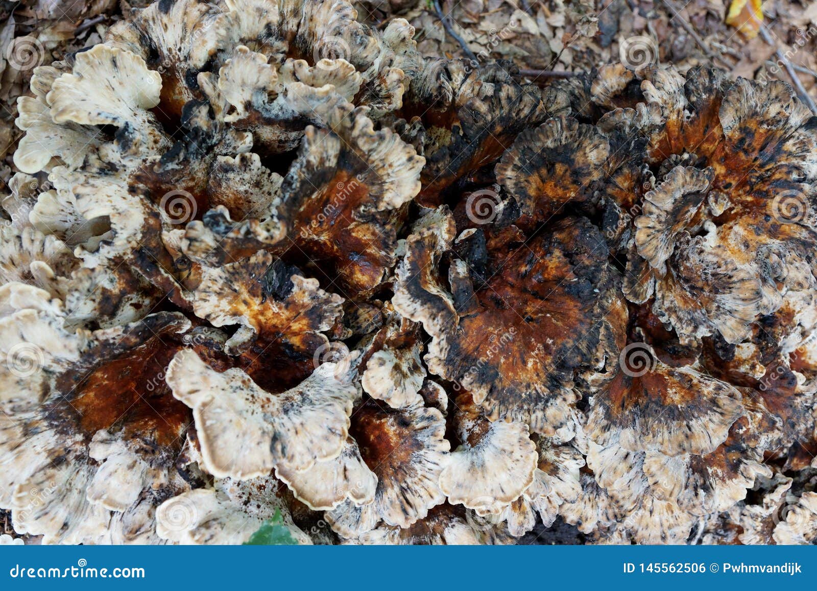 Big fungus color stock photo. Image of forest, outdoor - 145562506