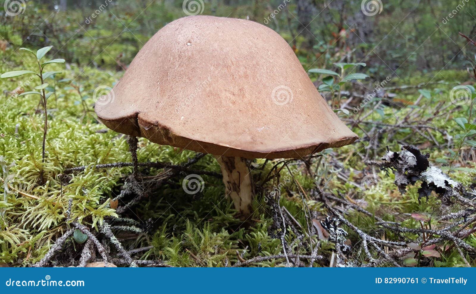 Big fungus stock image. Image of koivusuo, nature, reserve - 82990761