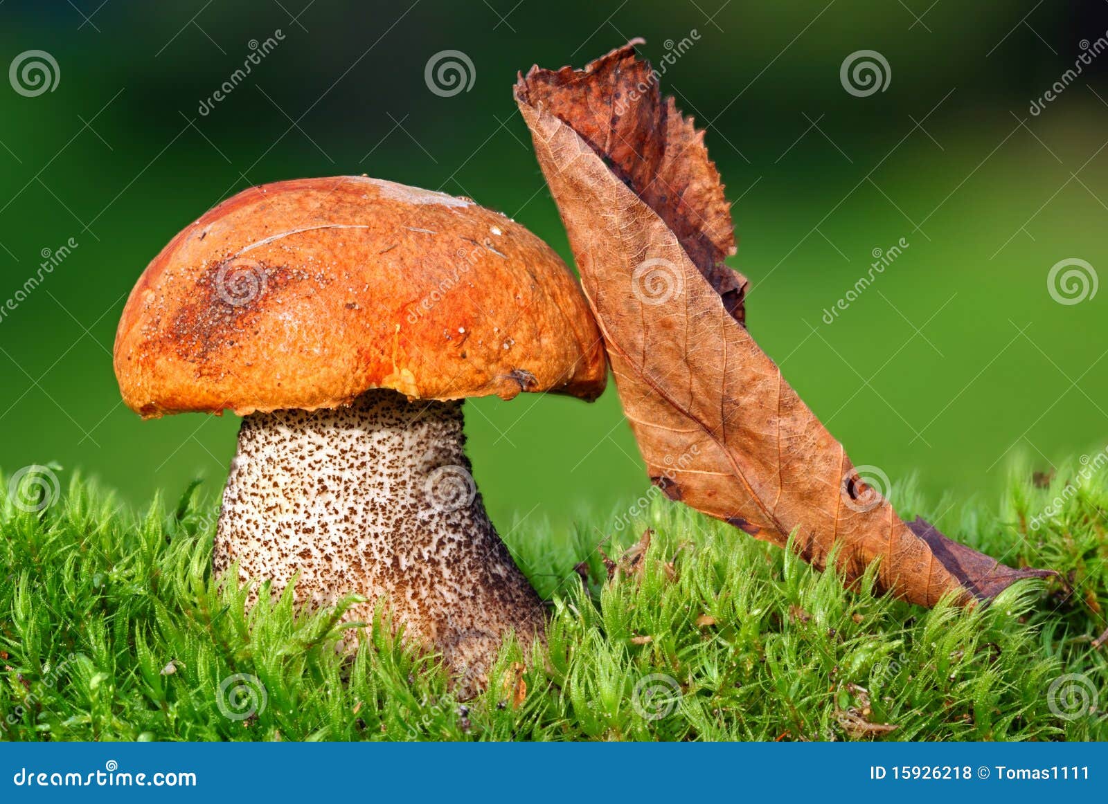 Big fungus with Red-capped stock photo. Image of botanical - 15926218