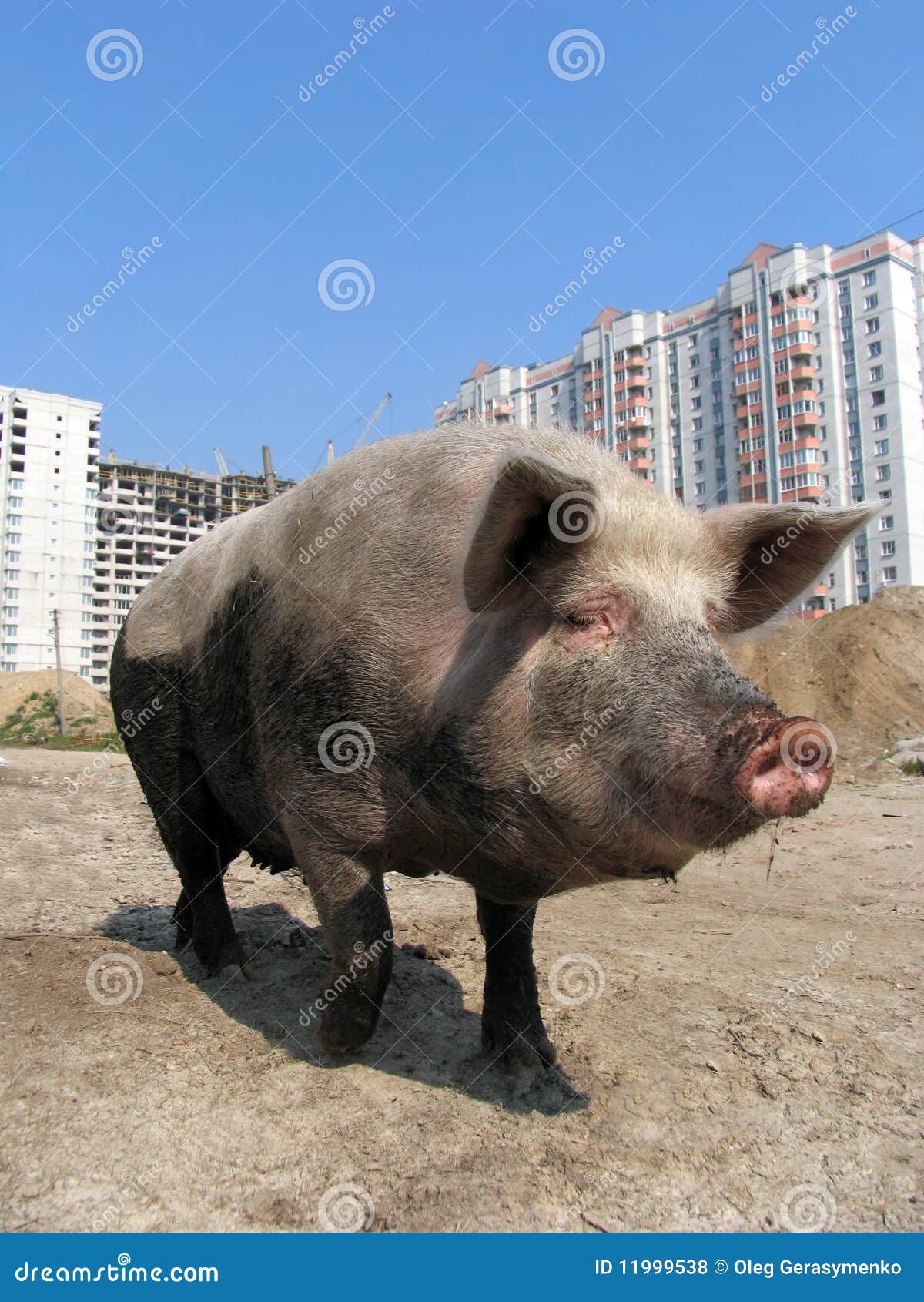 Big funny pig stock photo. Image of eyes, face, vertebrate - 11999538