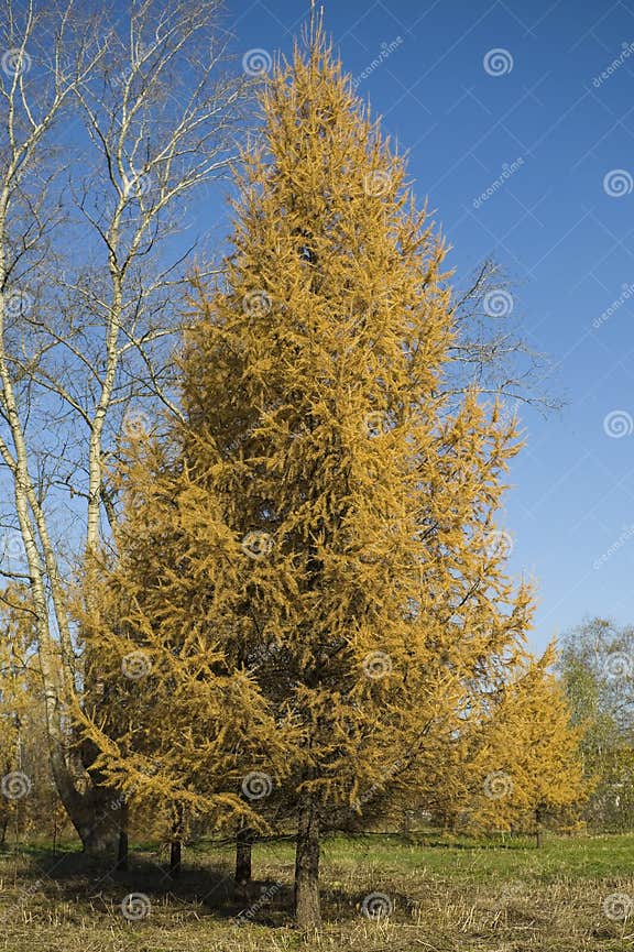 Big Fur tree stock image. Image of green, trees, forest - 11455325