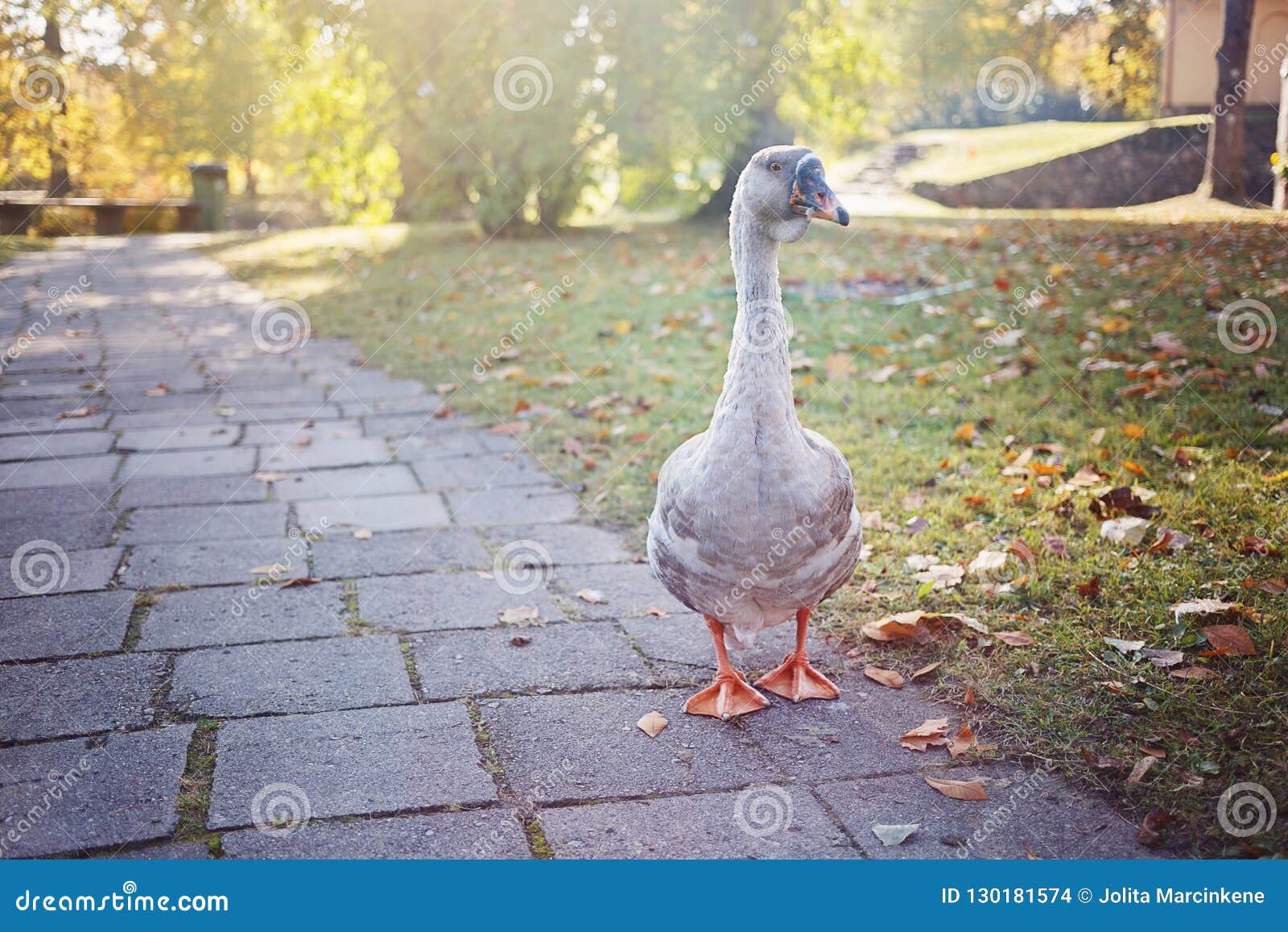 Goose walks on pavement stock photo. Image of black - 130181574