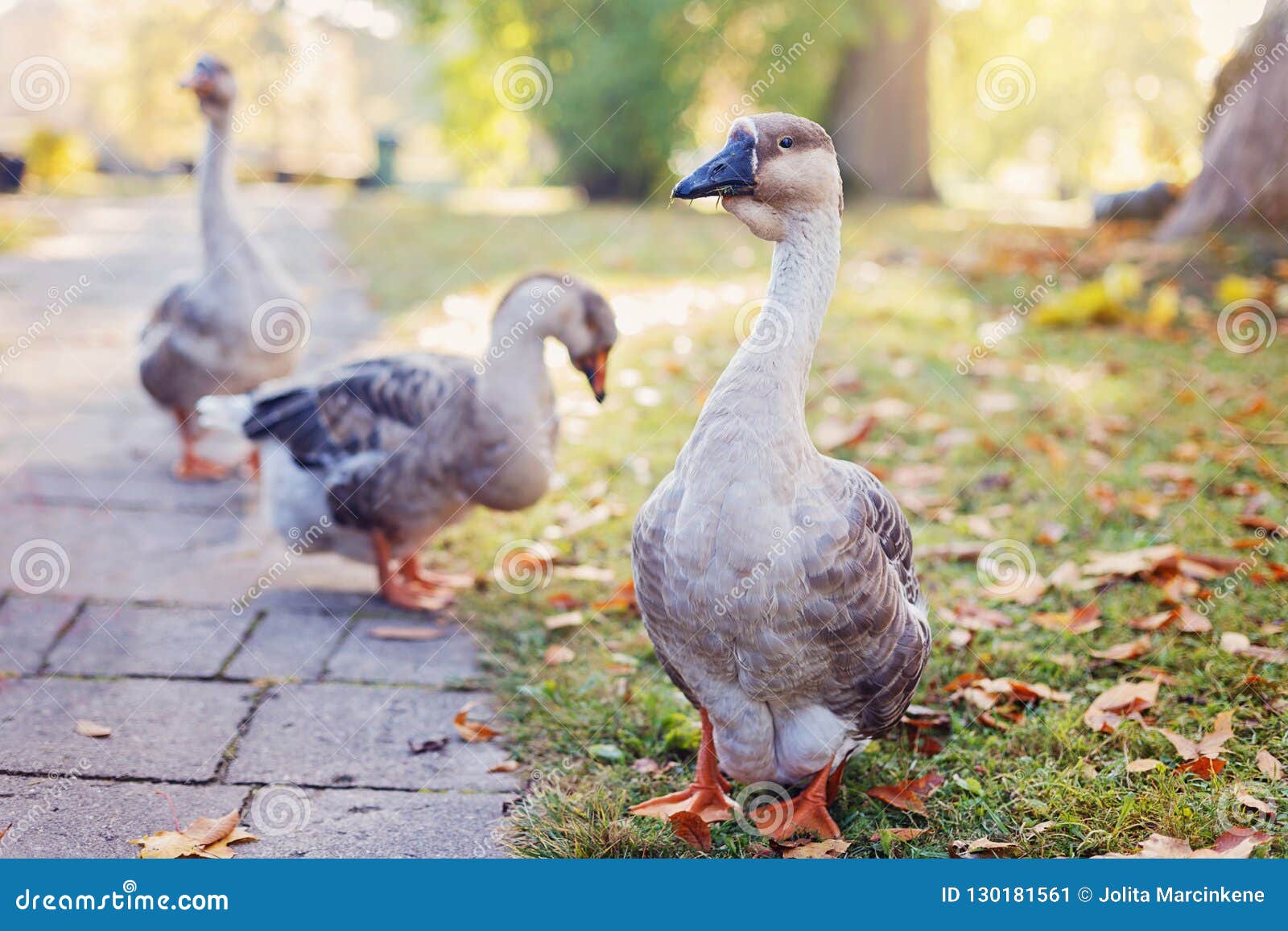 Wild geese in autumn park stock image. Image of tones - 130181561