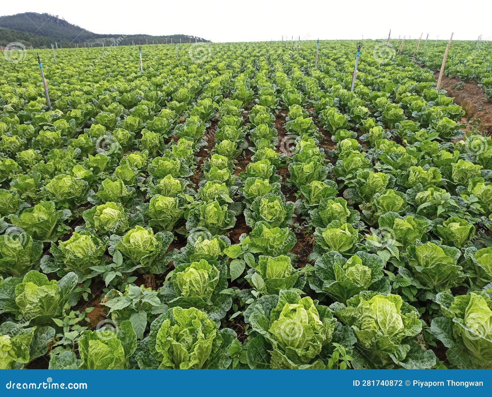 Big Garden of Chinese Cabbage Stock Photo - Image of garden, green: 281740872