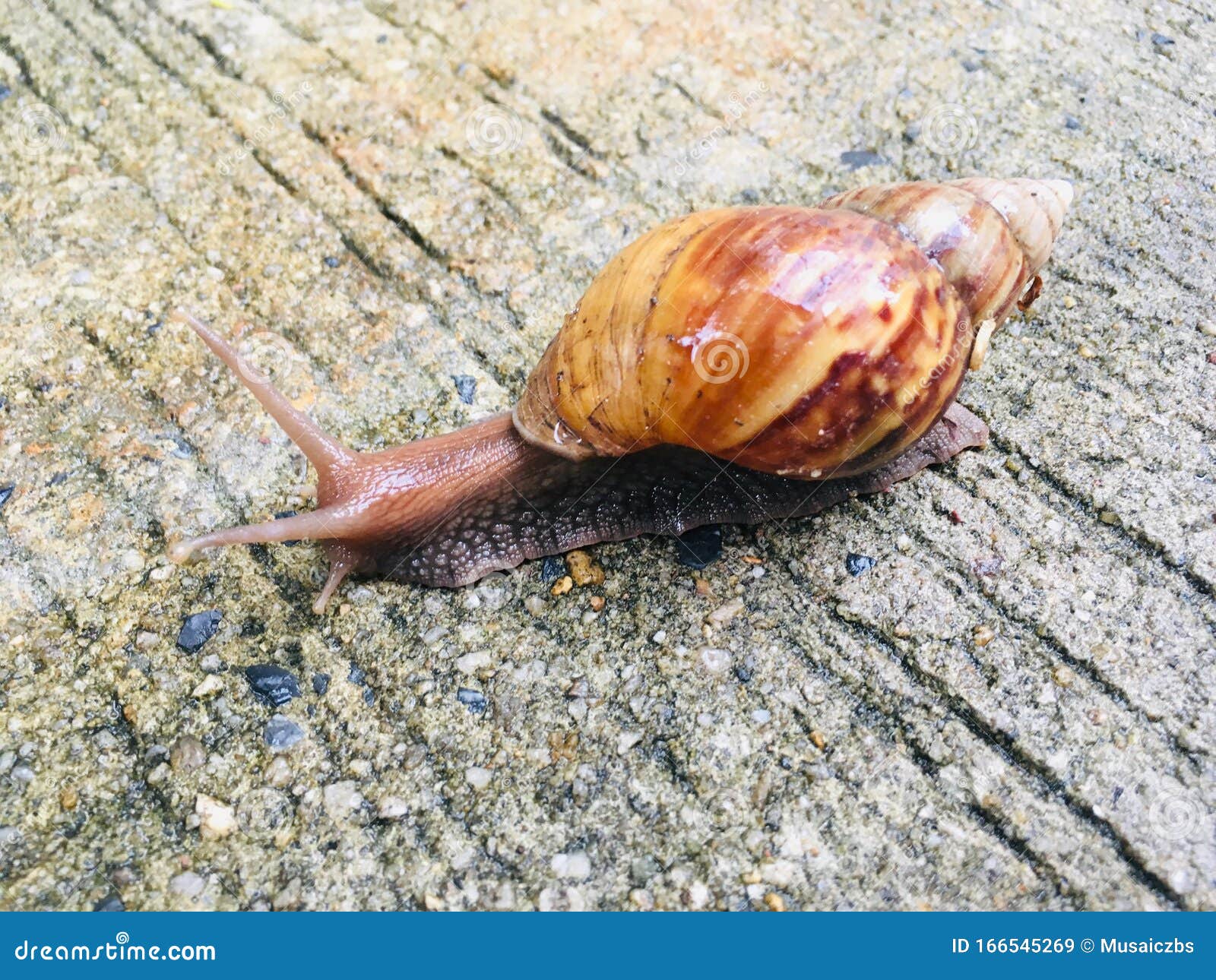 Garden Snail Helix Aspersa on Ground Stock Image - Image of close ...