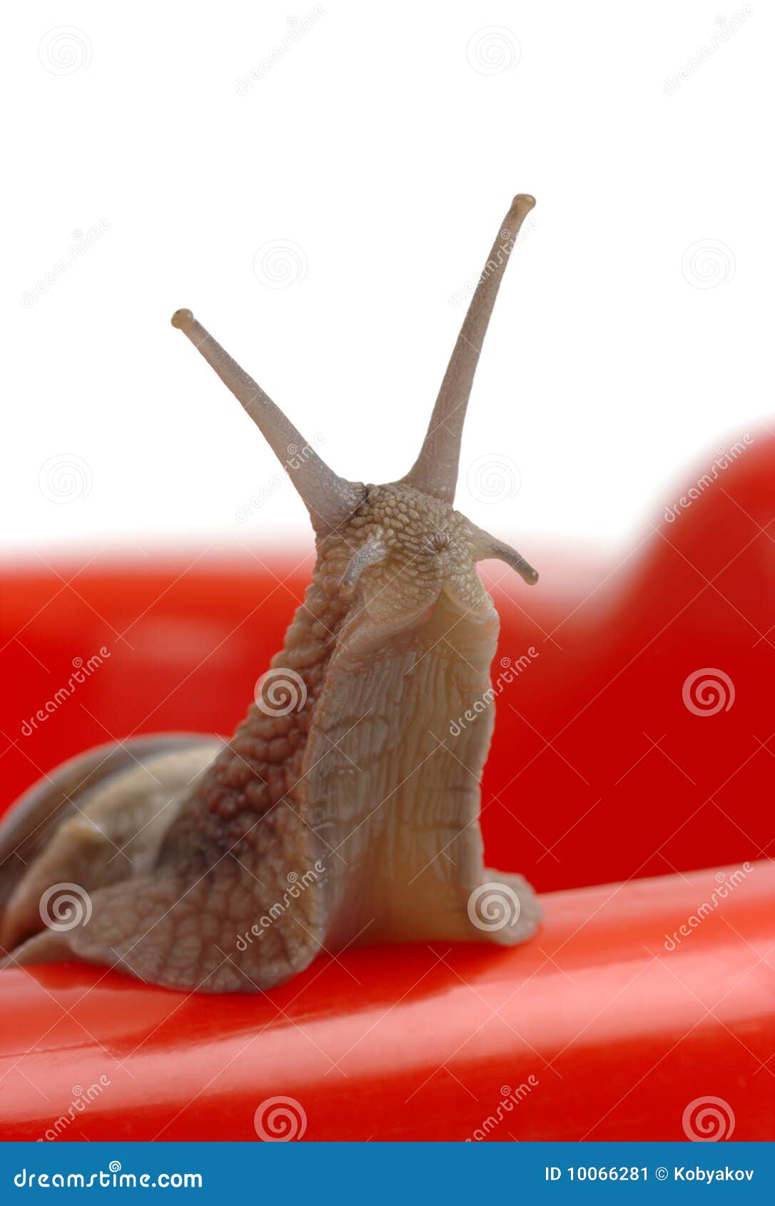 Big garden snail on red stock image. Image of speed, gastropod - 10066281