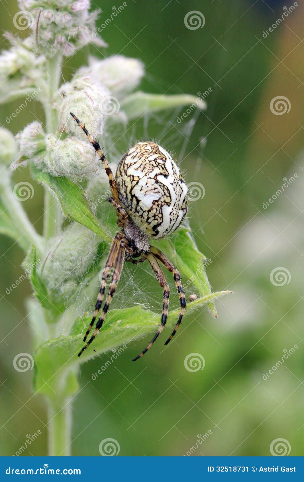 A big garden spider stock image. Image of blossom, macro - 32518731