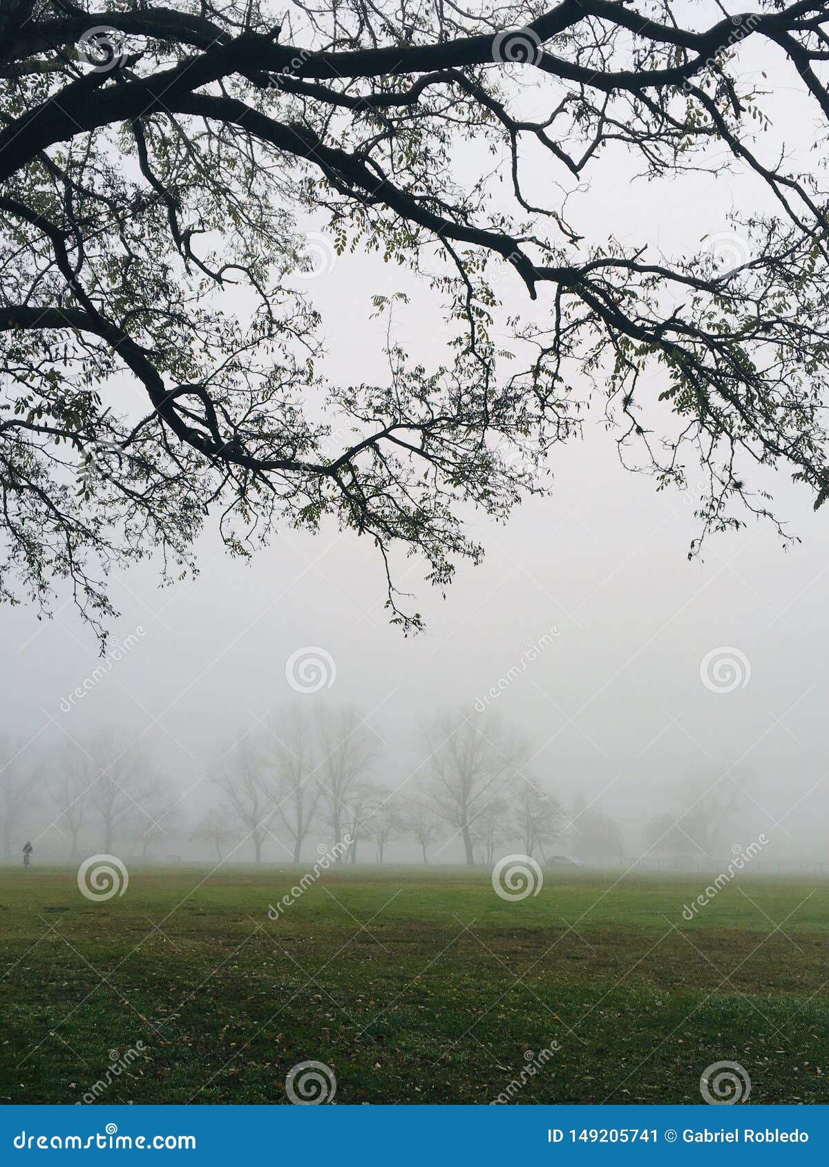 Fog in the fields stock image. Image of nature, alone - 149205741