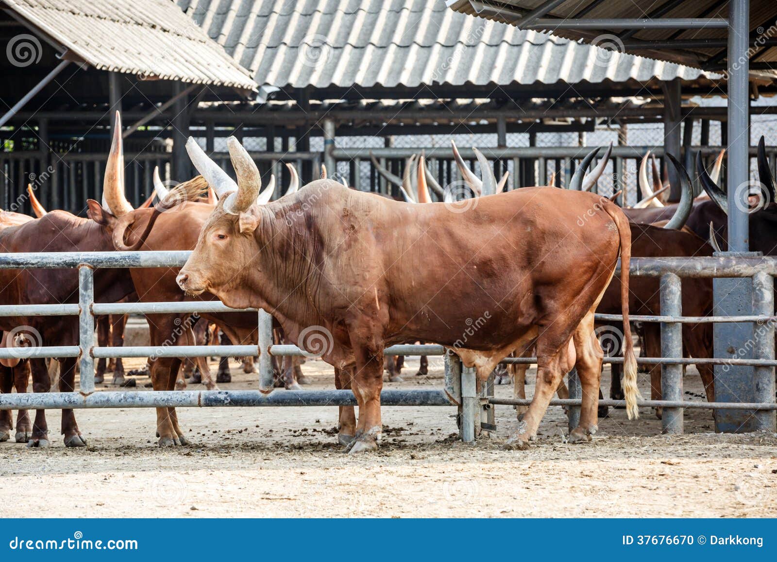 Big gaur stock photo. Image of brown, wildlife, stand - 37676670