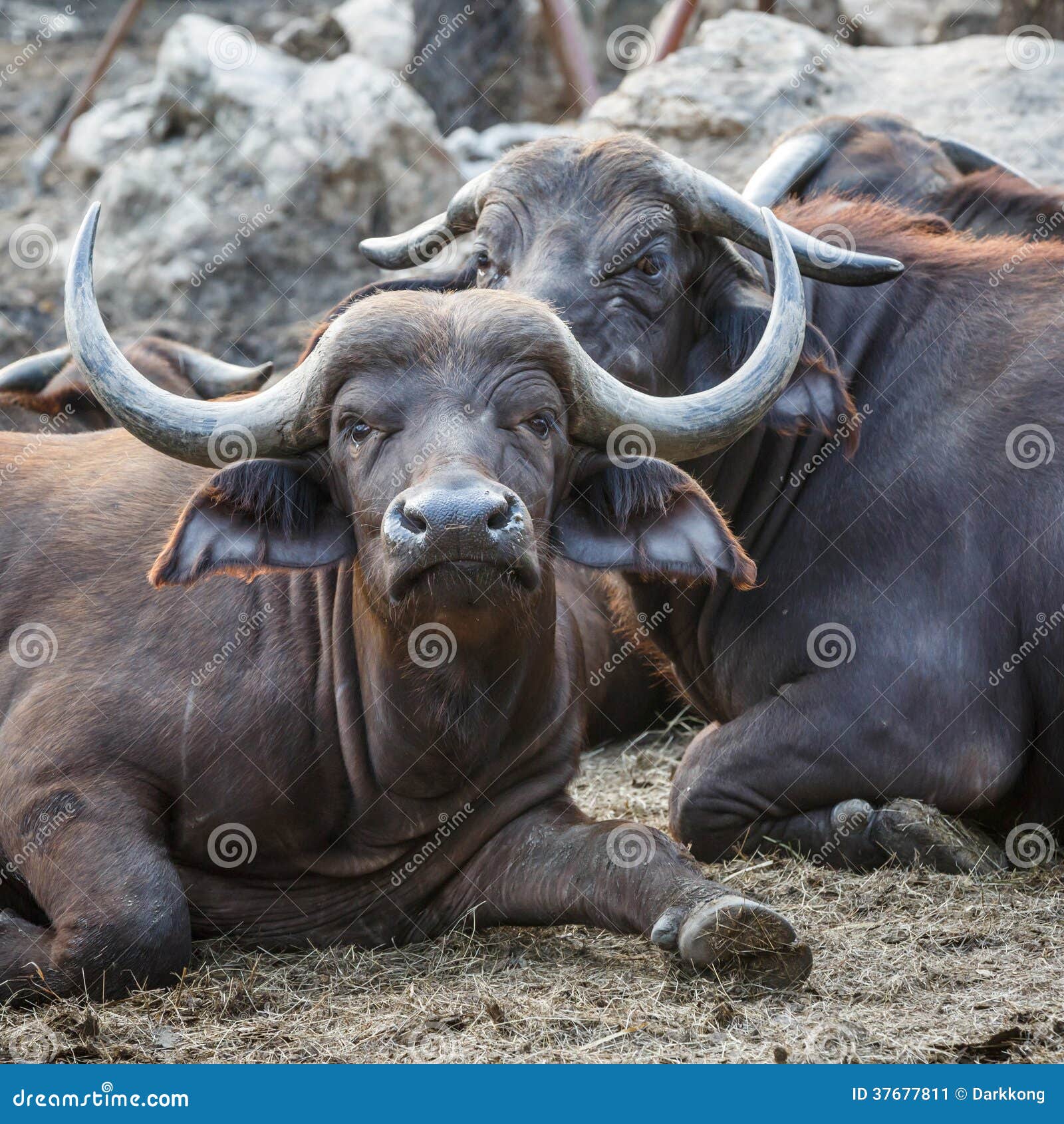 Big gaur stock image. Image of wild, head, nature, beast - 37677811