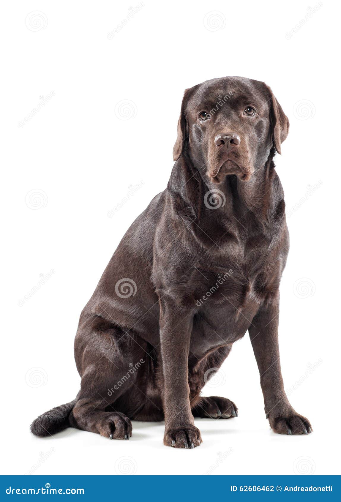 Big Gentle Chocolate Labrador Retriever Stock Photo - Image of domestic ...