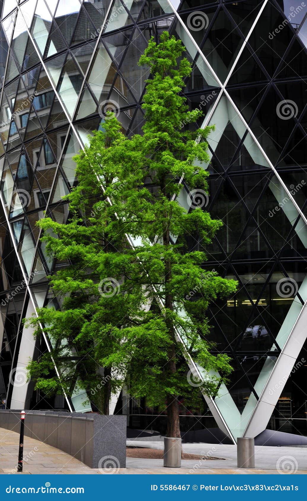 The Big Gherkin on the Tree Stock Image - Image of tree, green: 5586467