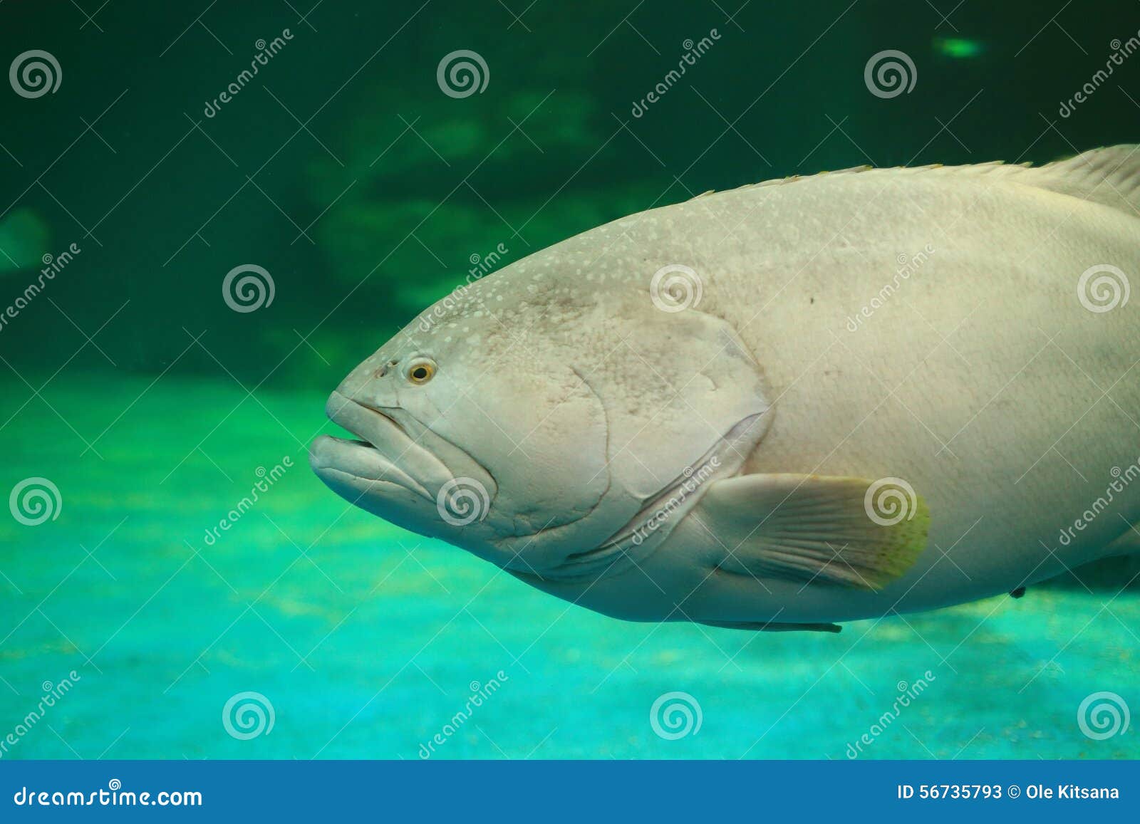 Big giant grouper fish stock image. Image of giant, consist - 56735793