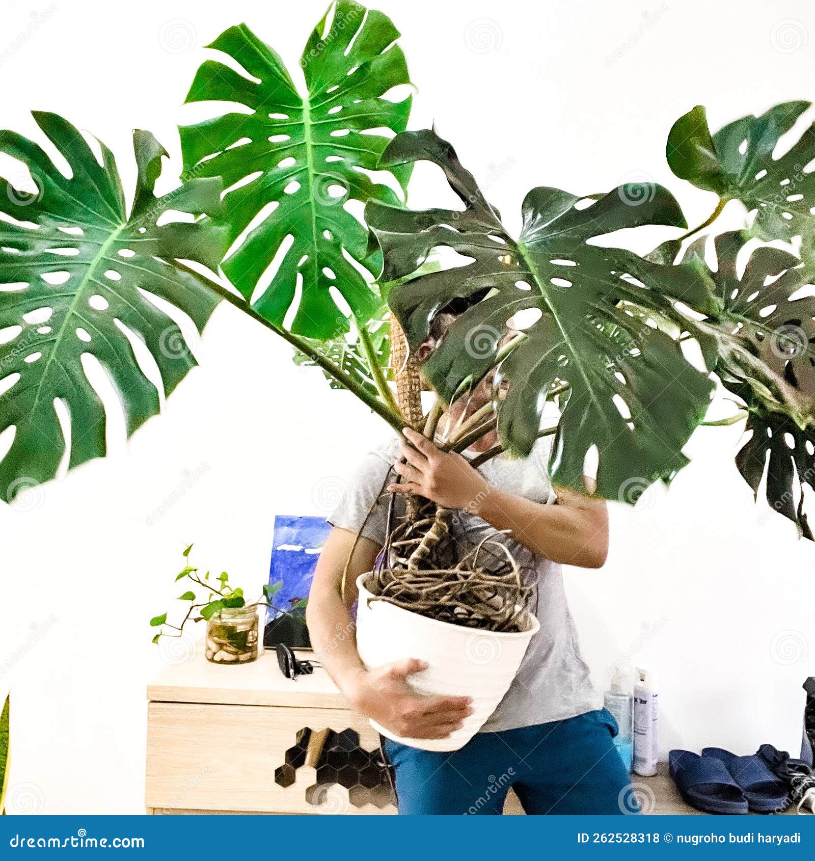 BIG GIANT MONSTERA stock photo. Image of monstera, king - 262528318