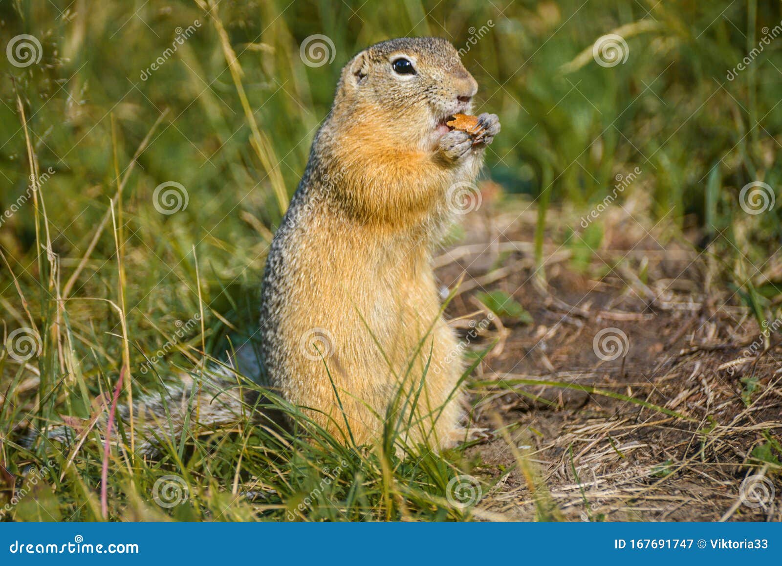 Big Ginger Brown Hungry Gopher with Paws Stands in a Field on Green ...