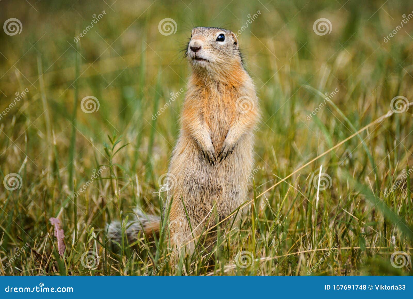 Big Ginger Brown Hungry Gopher with Paws Stands in a Field on Green ...