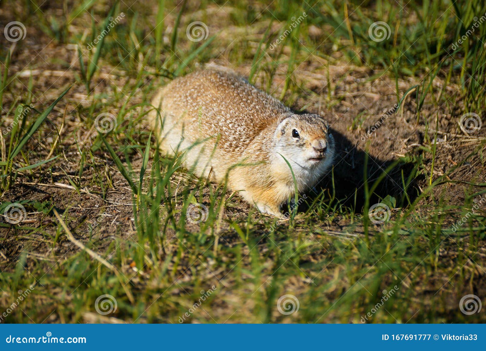 Big Ginger Brown Hungry Gopher with Paws Stands in a Field on Green ...