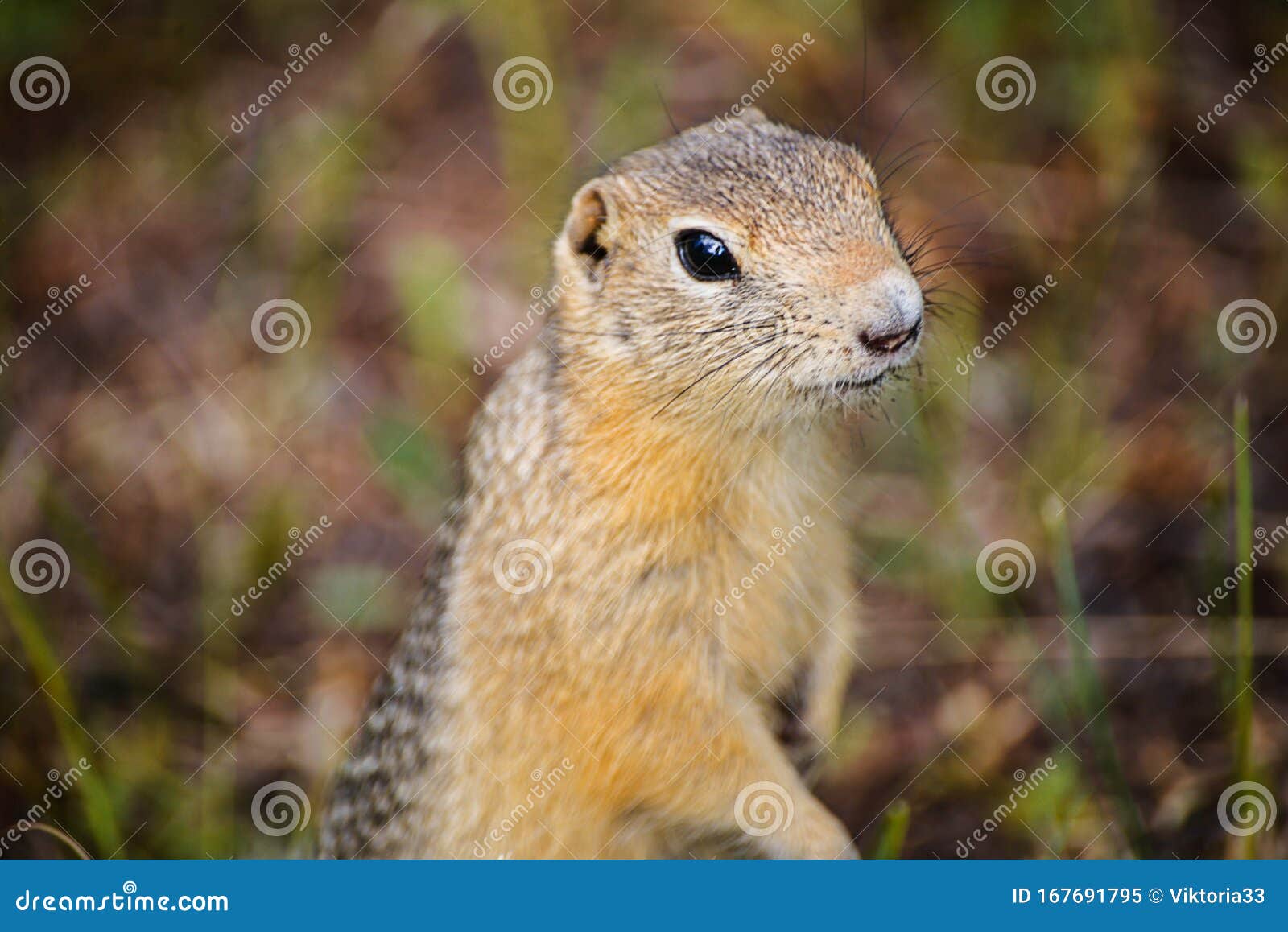 Big Ginger Brown Hungry Gopher with Paws Stands in a Field on Green ...