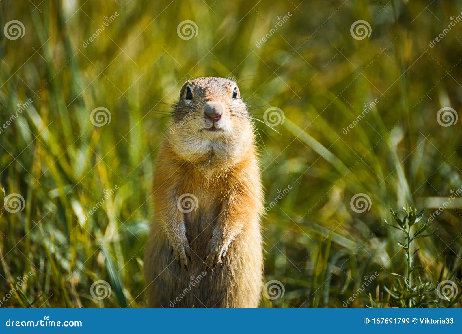 Big Ginger Brown Hungry Gopher with Paws Stands in a Field on Green ...